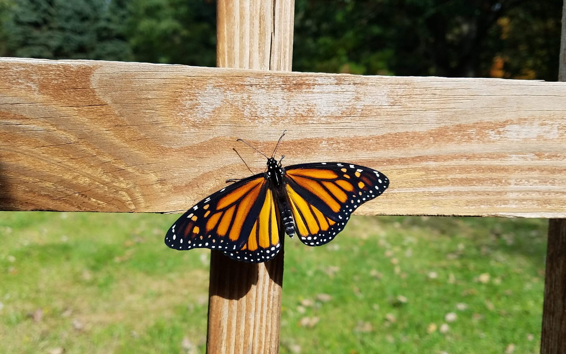 The Monarch Butterfly Project - Lowell's First Look