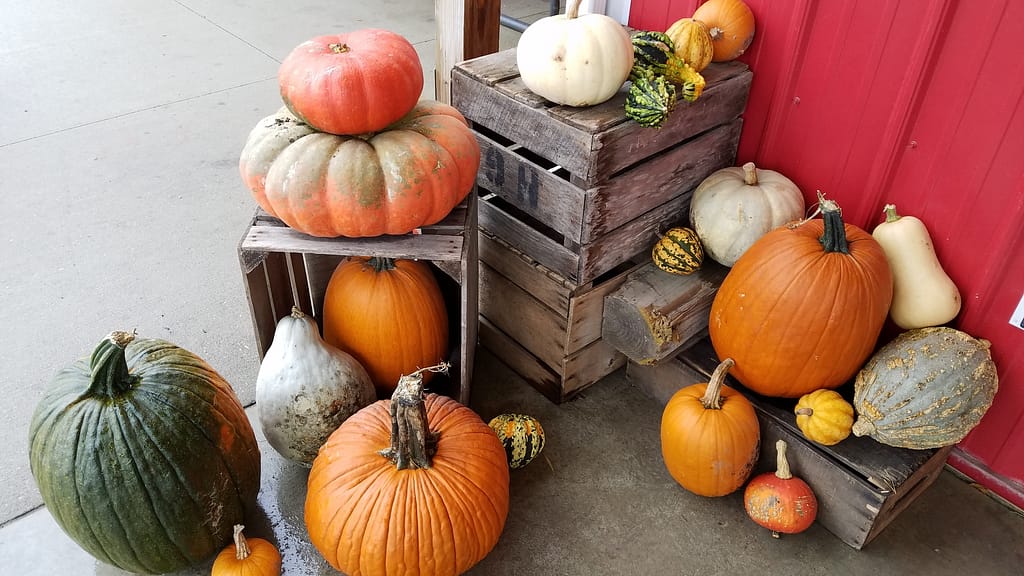 Lowell Area Farms Offer Fun Fall Experiences - Lowell's First Look