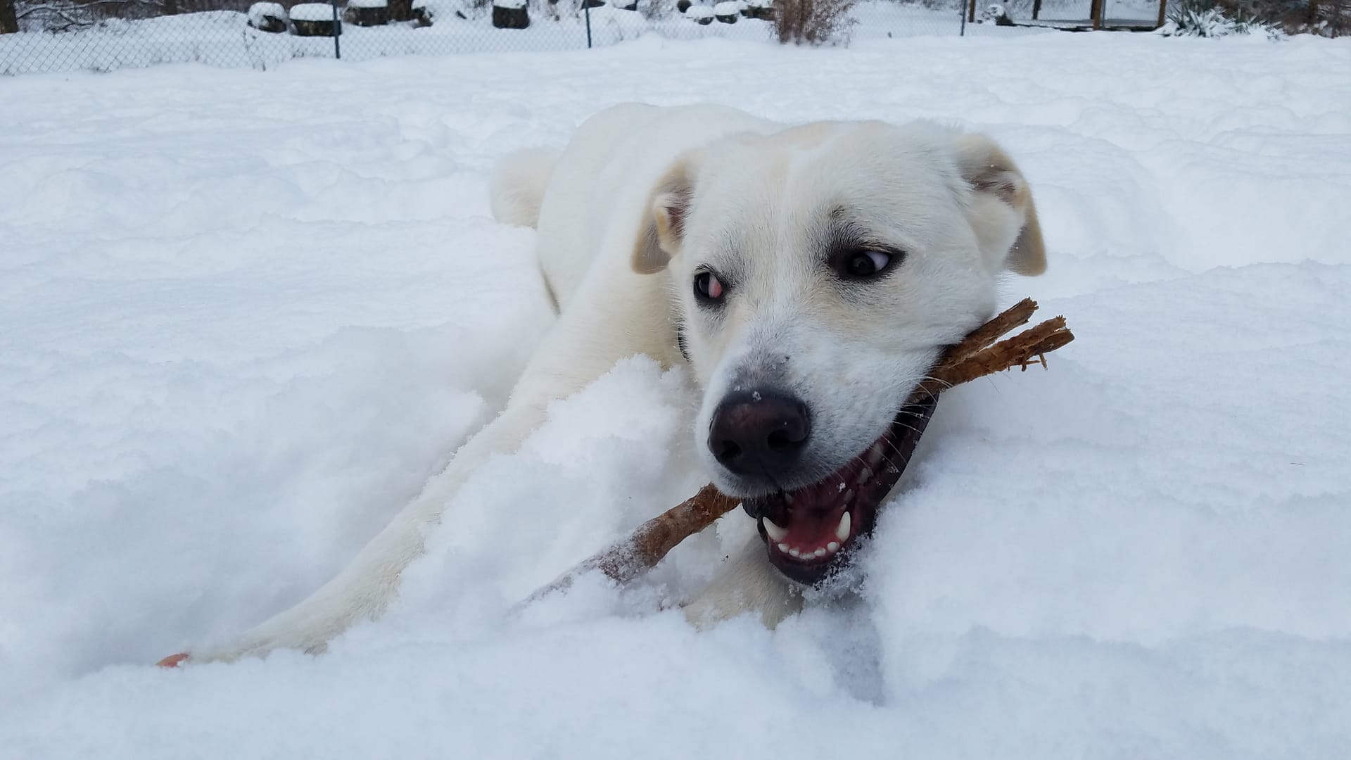 Super Mutt Puppy Dna Testing Doggy DNA Kits: Maple's Results