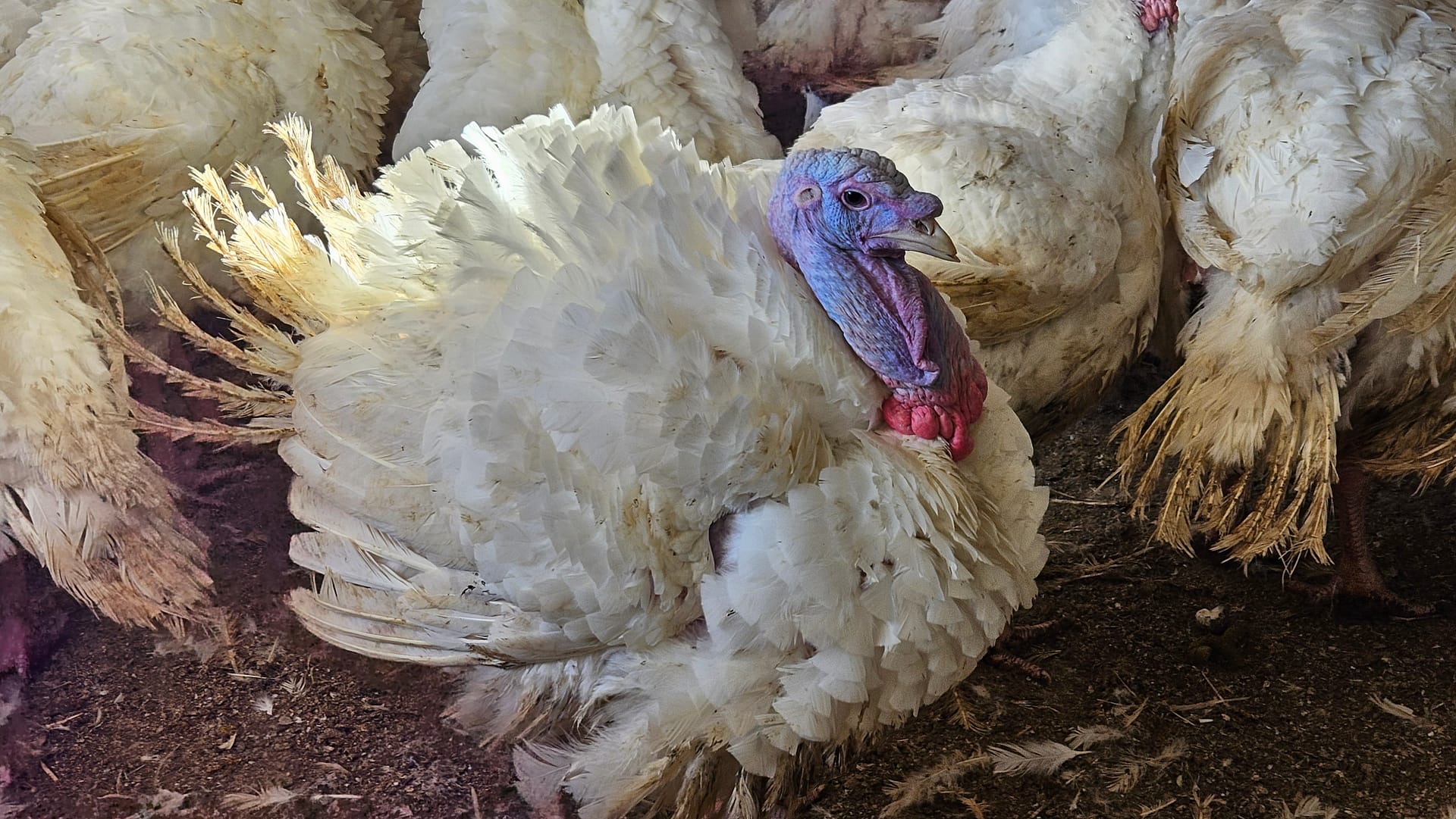 On a Turkey Farm Built for Two - Lowell's First Look