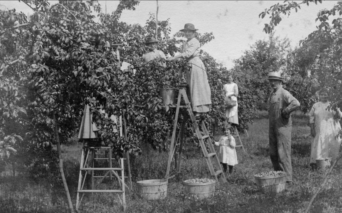 The ABCs of Lowell History: A is for Apple - Lowell's First Look