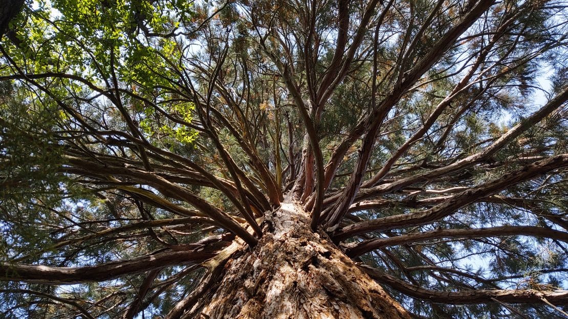 The Restless Viking: There are Sequoia Trees in Michigan? - Lowell's ...