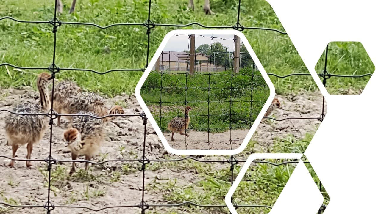 The Restless Viking: Baby Ostriches At Boulder Ridge!